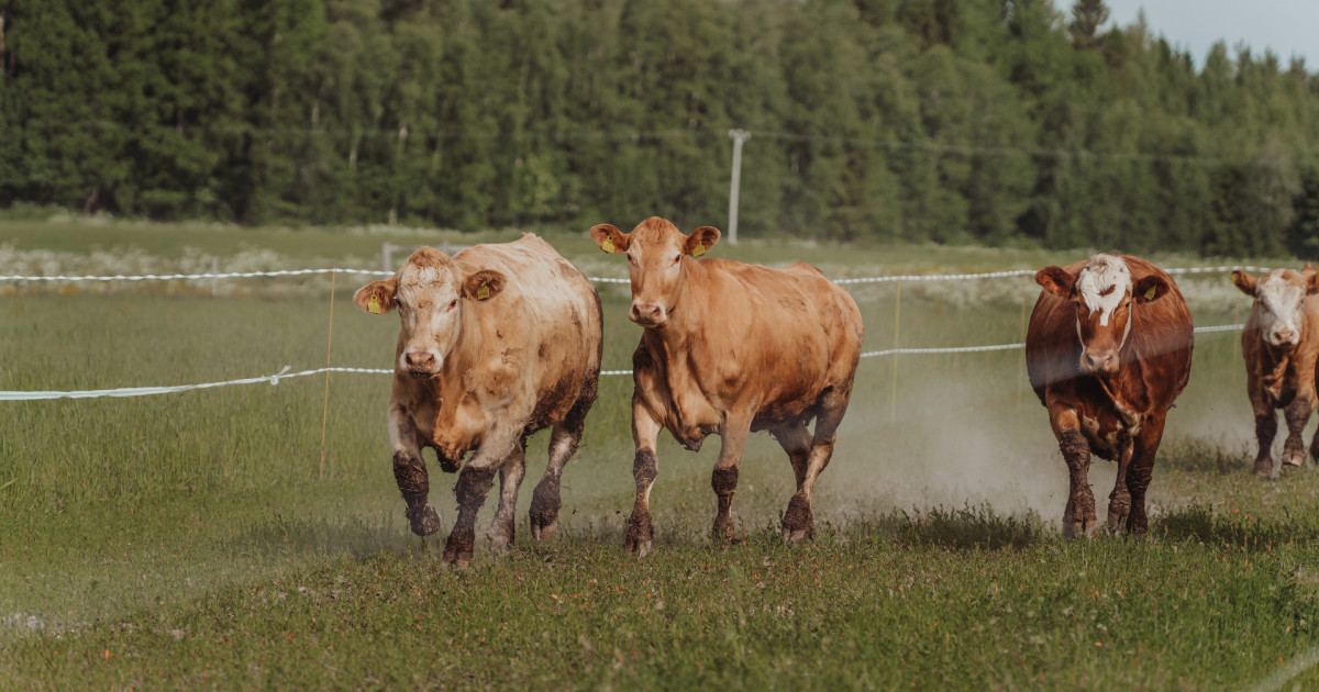 Yhteystiedot - Oy Tajma Ab